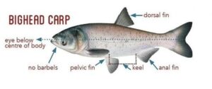 What Does Carp Taste Like? And 6 Steps To Prepare It! | FishingWithBait