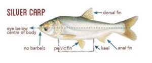 What Does Carp Taste Like? And 6 Steps To Prepare It! | FishingWithBait