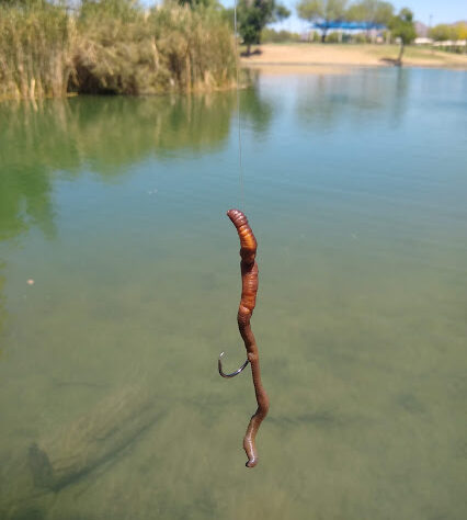 Stop Fish From Stealing Worms And Bait FishingWithBait Stop Fish From Stealing Worms And Bait FishingWithBait